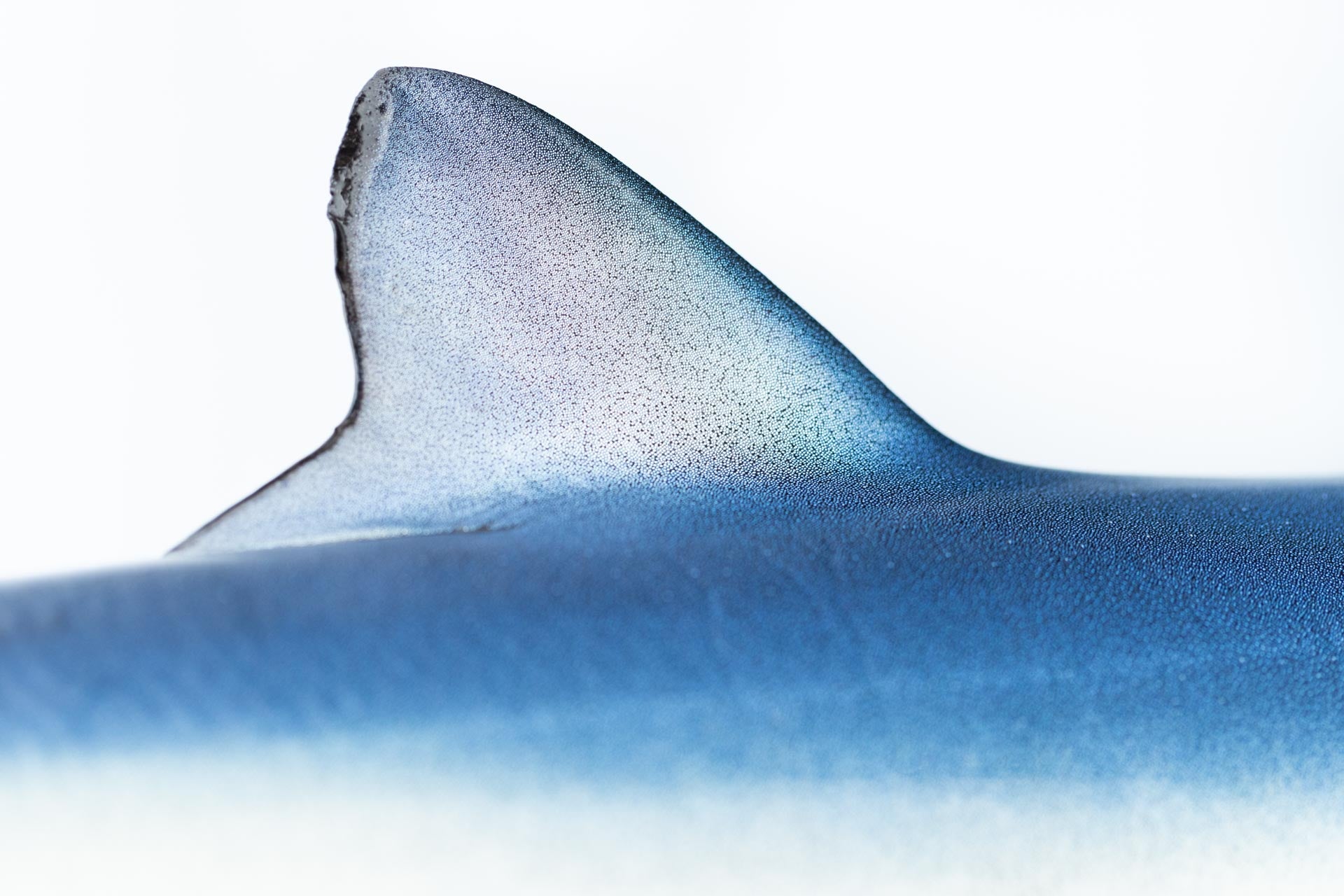 BLUE SHARK FIN DETAIL 1 – JEREMY KORESKI GALLERY