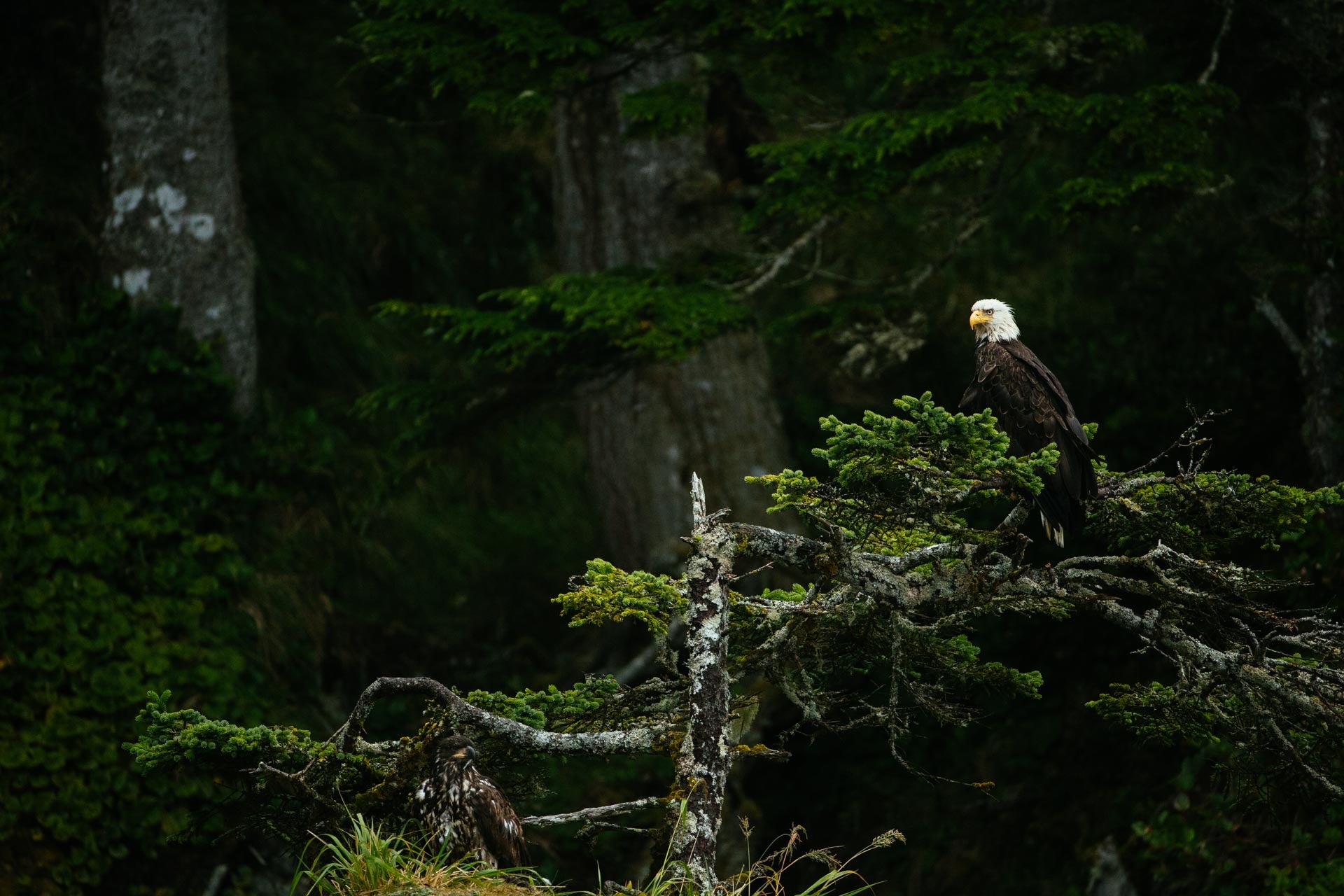 ANGRY WET BIRDS – JEREMY KORESKI GALLERY