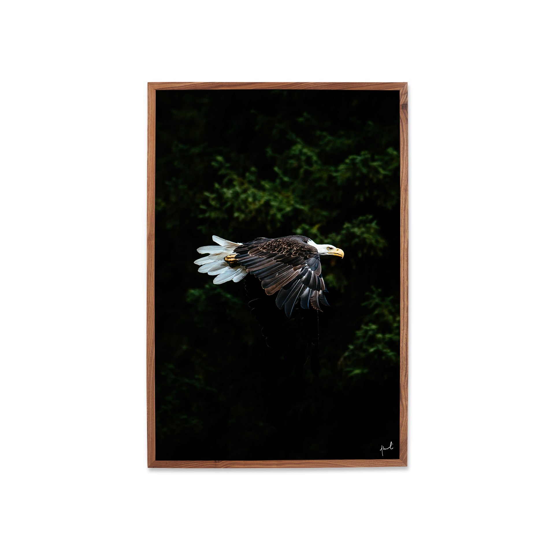 FLIGHT FOCUS – JEREMY KORESKI GALLERY